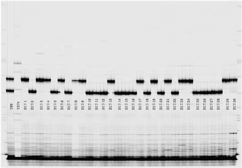 a codominant expressed sequence tag simple sequence repeat est ssr download scientific