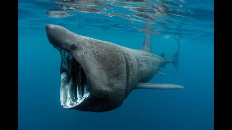 Top 5 Tiburones más peligrosos del mundo YouTube