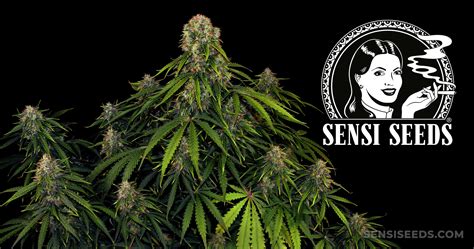 Cannabis Grow Report Sensi Seeds Sensi Skunk Automatic Sensi Seeds