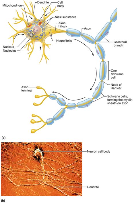 Structure Of A Typical Motor Neuron Diagram Quizlet