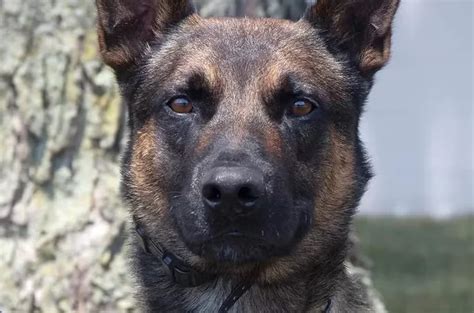 Conheça Yoda o cão que ajudou na captura do brasileiro foragido nos EUA