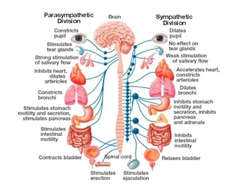 Exploring The Chemical Transmission In The Autonomic Nervous System