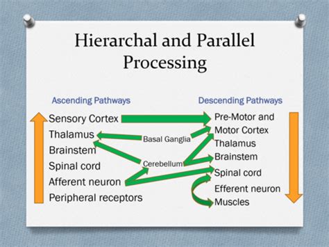 Neuro Final Flashcards Quizlet