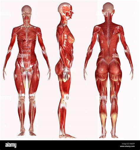 Sistema muscular masculino fotografías e imágenes de alta resolución