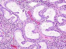 Histologie Färbungen Karteikarten Quizlet