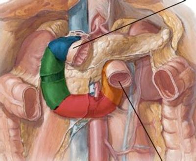 Midgut And Hindgut Flashcards Quizlet