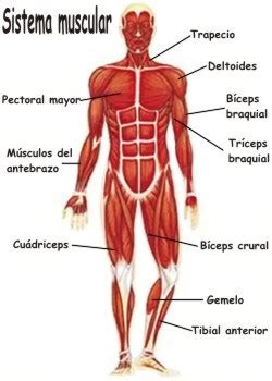 Cómo está compuesto el sistema muscular humano y sus funciones Partes