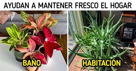 10 Plantas Que Pueden Absorber El Calor Y Decorar Tu Casa Genial