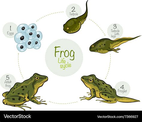 Life Cycle Of A Frog Royalty Free Vector Image
