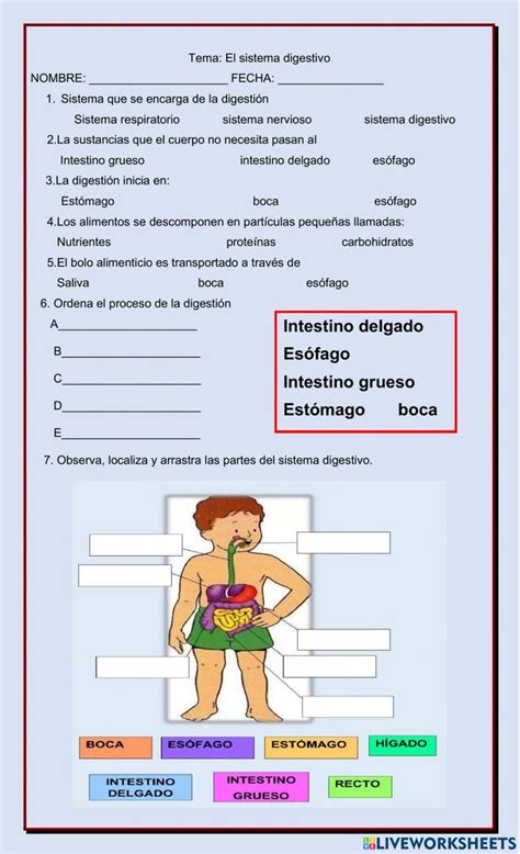 Sistema Digestivo Interactive Worksheet For 3 Sistema Digestivo