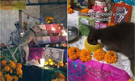 Día de muertos Mascotas arrasan en TikTok con trend El muerto al pozo