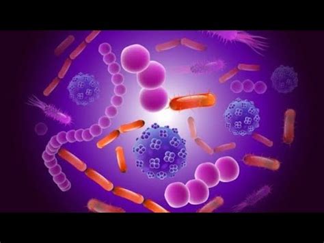Bacteria Facts Youtube