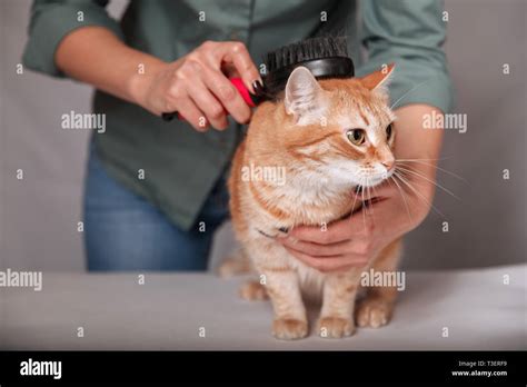 Las 92 Mejores Como Peinar A Un Gato Brbikes Es
