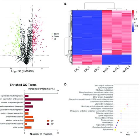 Differential Analysis And Functional Enrichment Of The Proteins Under