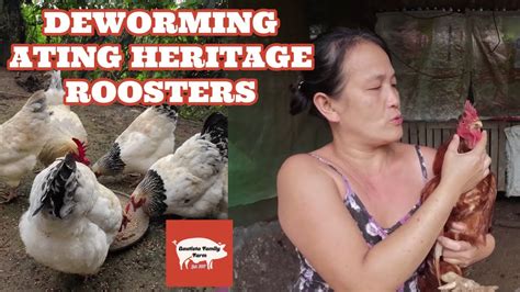 Deworming Heritage Roosters MGA MANOK NA NANGINGITLOG ULIT YouTube