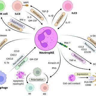 Interactions Between Neutrophils And Other Innate Immune Cells