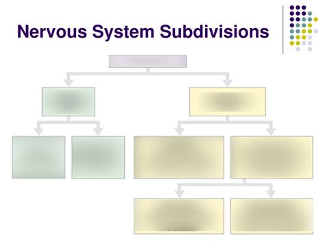 Diagram Of Biopsychology Nervous System Quizlet