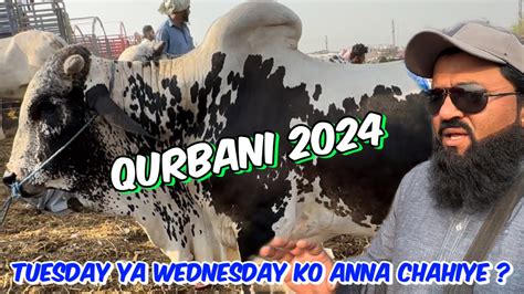 Lahore Cattle Market Sahiwal Cholistani Gulabi Ablak Bachre Qurbani