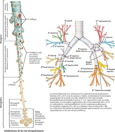 Pulmones Enfermer A 0 The Best Porn Website