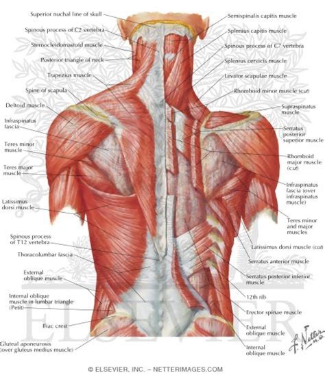 Superficial Muscle Of Neck Human Anatomy