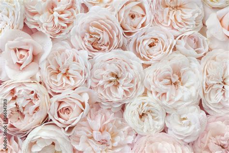 Pastel Flowers Atelier Yuwa Ciao Jp