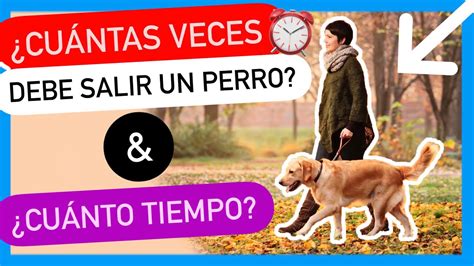 Cuándo es apropiado sacar a pasear a un perro Todo sobre Animales y