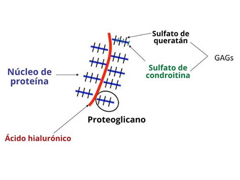 O Que São Proteoglicanos
