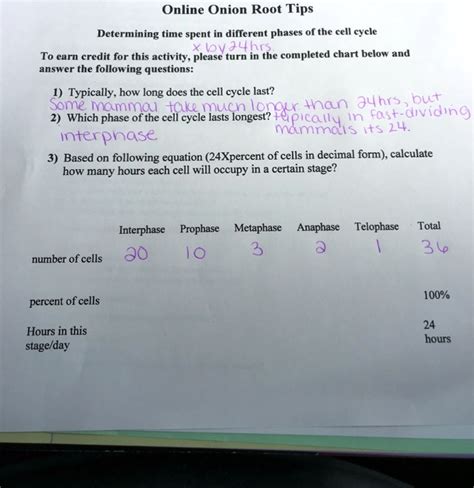 Solved Online Onion Root Tips Determining Time Spent In Different