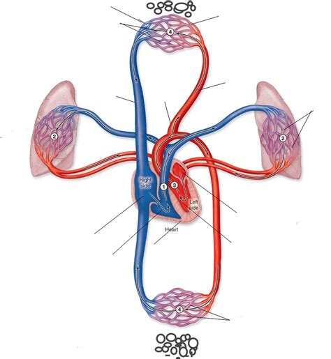 The Circulatory System Diagram Quizlet