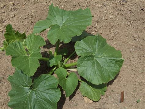 Dont Worry If You Only Have A Male Giant Pumpkin Flower
