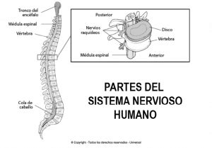 Los Mejores Dibujos Del Sistema Nervioso Para Colorear Todo Para