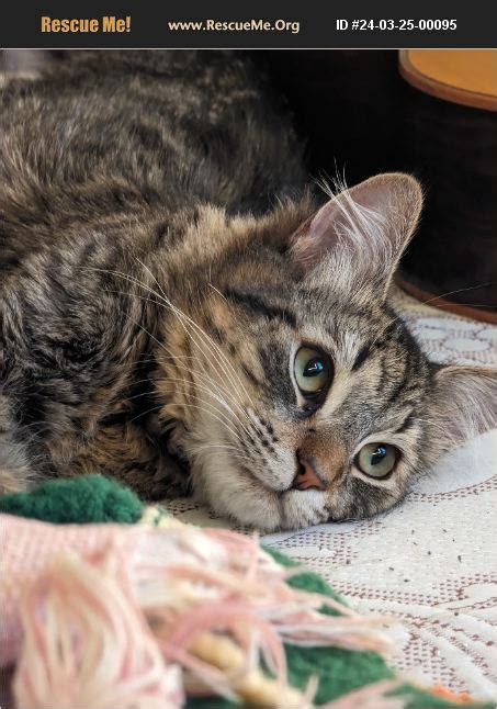 Adopt Domestic Cat Rescue Nashville Tn