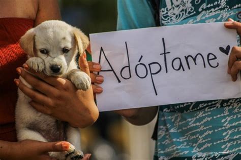 Requisitos para adoptar un Perro en México2023