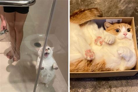 This Twitter Account Shares Reasons Why You Should Have A Cat And