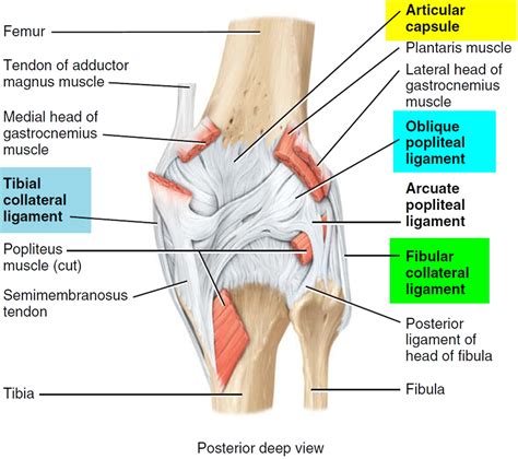 Diagram Of Ligaments