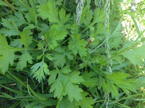Identify Herbs By Leaves