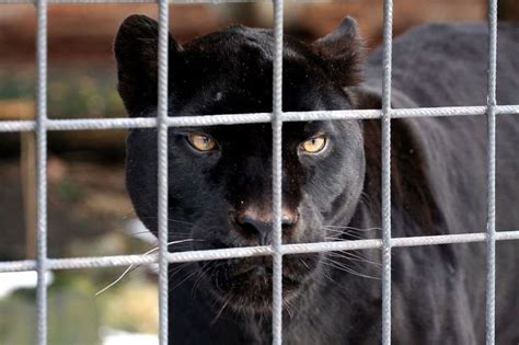 A Black Panther In A Cage Looking At The Camera
