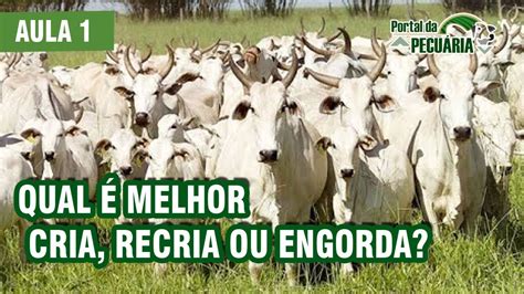 Qual é melhor cria recria ou engorda Parte 1 YouTube