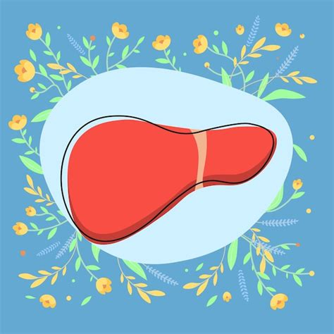 Illustration D Un Foie D Organe Interne Humain Avec Des Fleurs Autour
