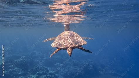 Hawksbill Sea Turtle Ascends To The Surface To Breathe And Goes Back