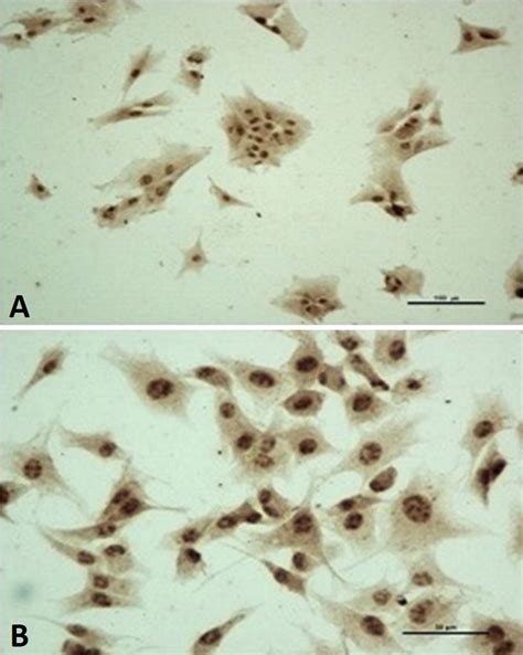Chicken Embryo Fibroblasts Are Effective Cells To Study The Function Of
