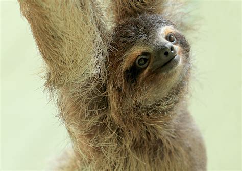 Conheça a vida e as características do bicho preguiça