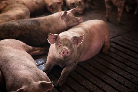 Abate de bovinos suínos e frangos cresce no 3º trimestre de 2022