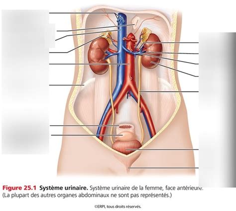 Sys urinaire général Diagram Quizlet