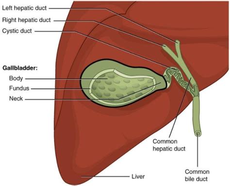 Biliary obstruction treatment Cyprus Радиология