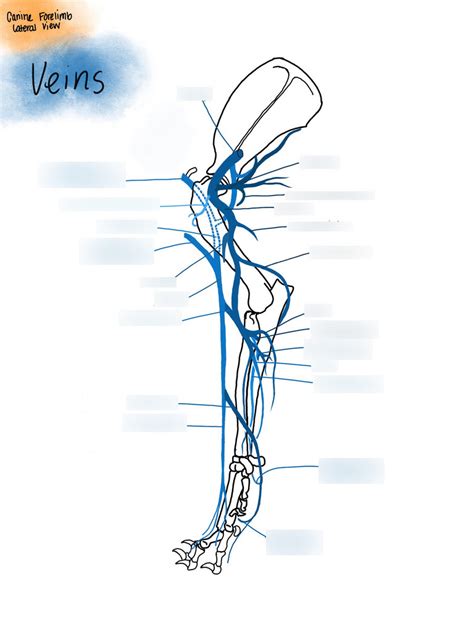 Canine Thoracic Limb Veins Diagram Quizlet