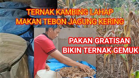 Pakan Fermentasi Dari Tebon Jagung Kering Ternyata Kambing Lahap YouTube