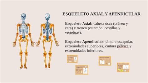 ESQUELETO AXIAL Y APENDICULAR By Daniel Almeida On Prezi