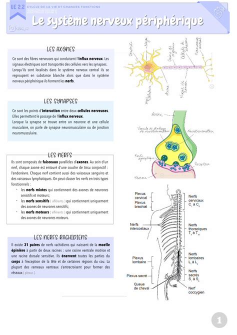 PDF Les Axones Les Synapses Les Nerfs DOKUMEN TIPS