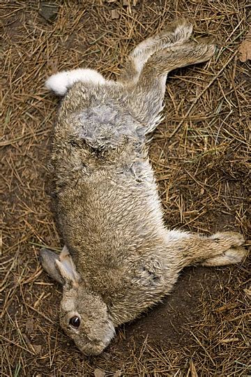 Fondos de Conejo Europeo Fotos y Imágenes De Descarga Gratis Pngtree